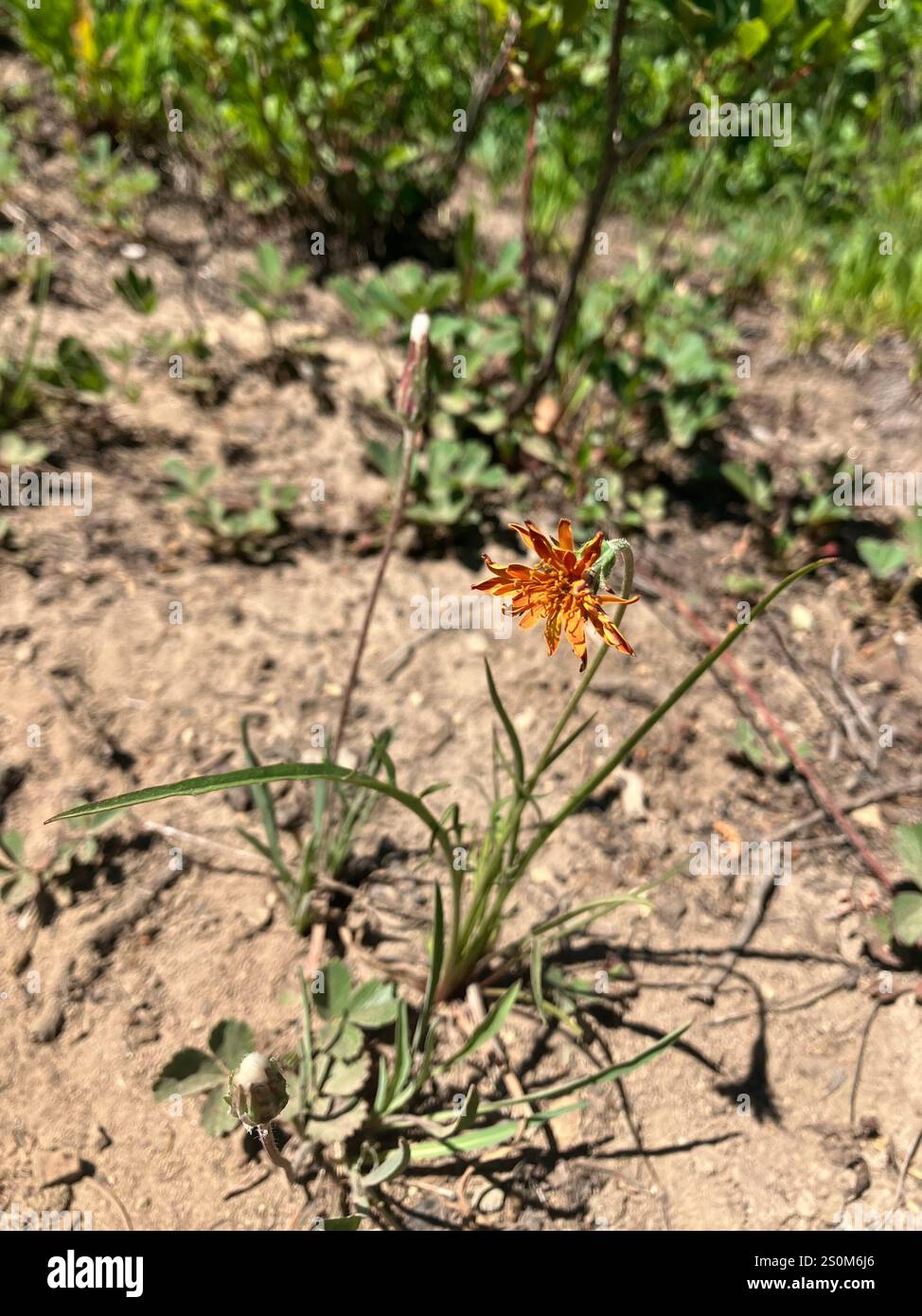 orange agoseris (Agoseris aurantiaca Stock Photo - Alamy