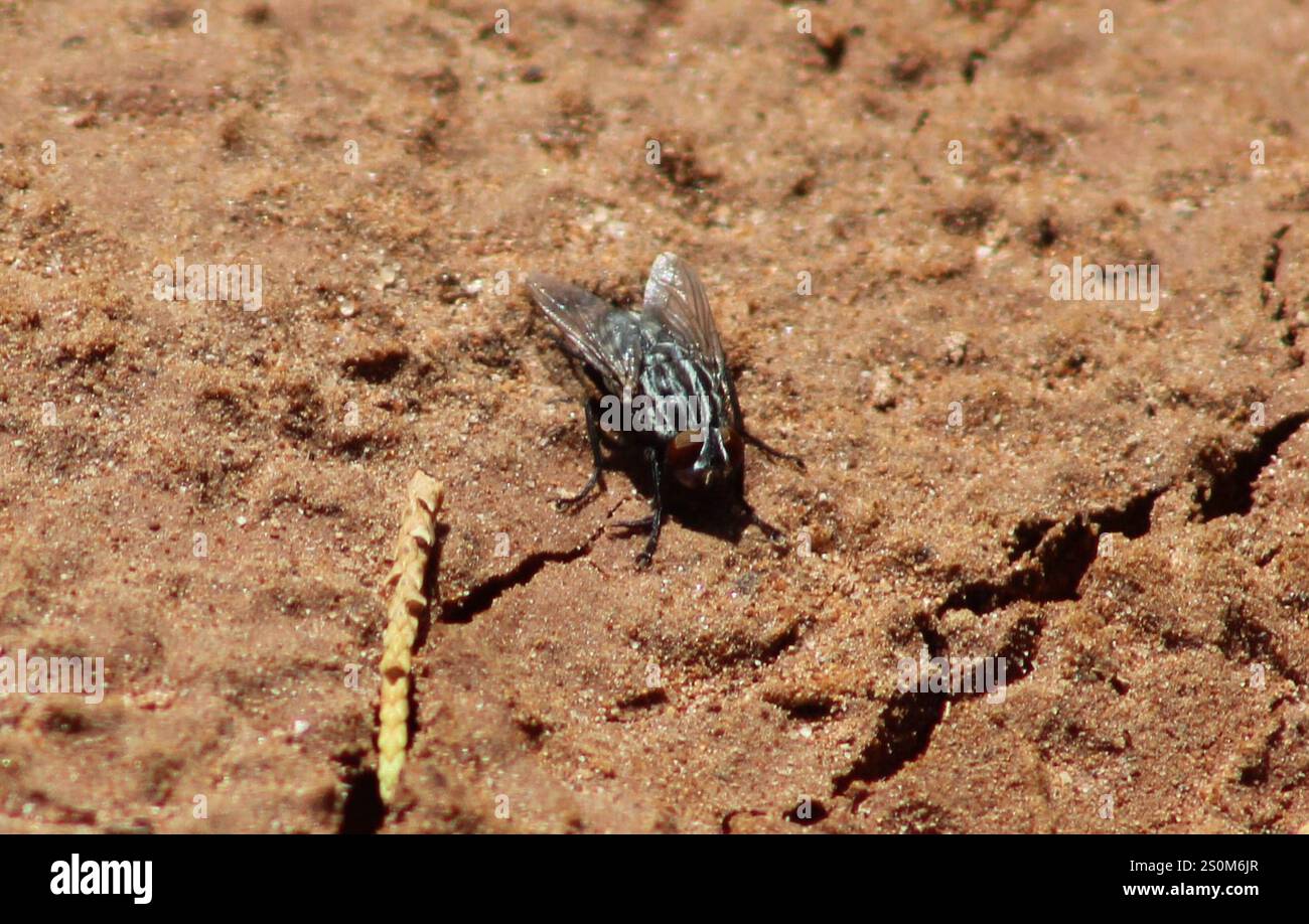 Common Flesh Flies (Sarcophaga Stock Photo - Alamy