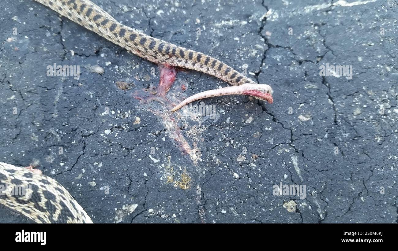 San Diego Gopher Snake (Pituophis catenifer annectens Stock Photo - Alamy