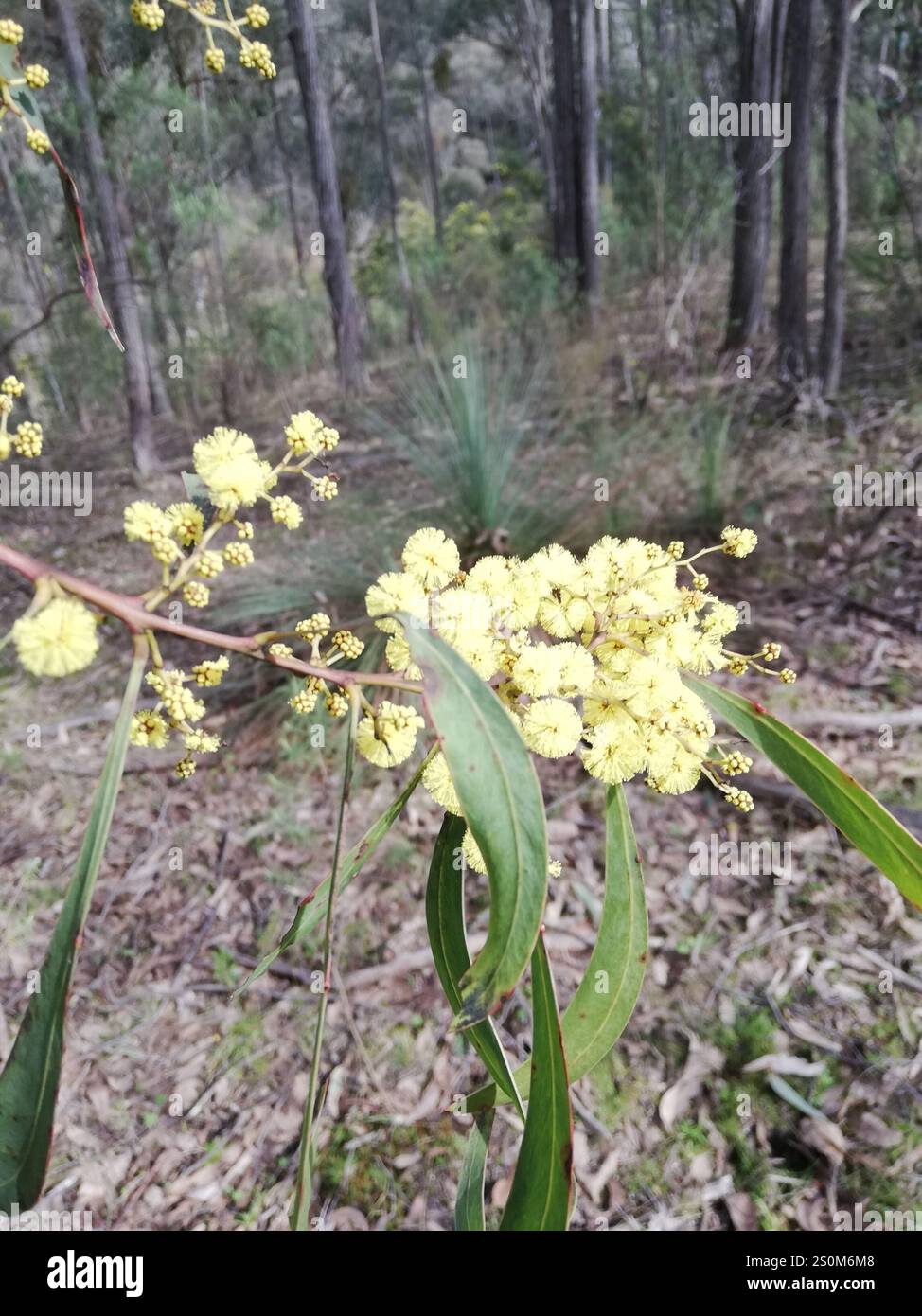 Red Stem Wattle (Acacia rubida Stock Photo - Alamy