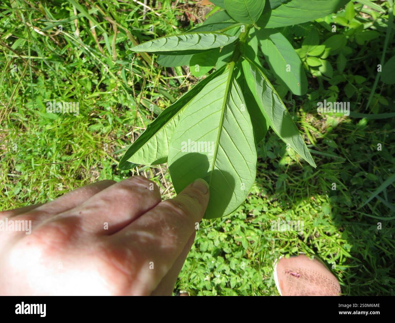 Showy Rattlebox (Crotalaria spectabilis Stock Photo - Alamy
