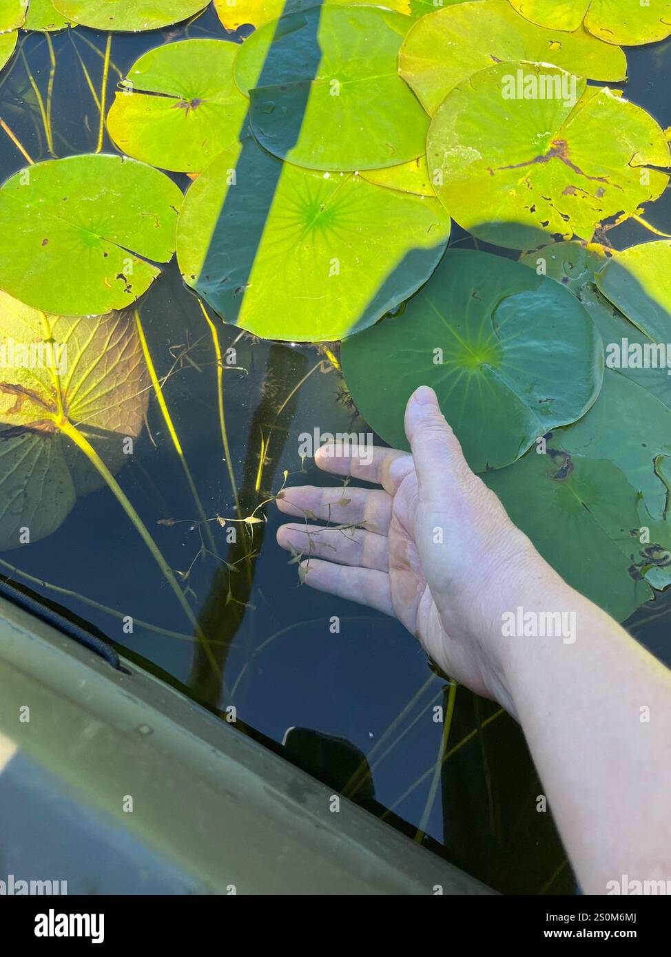Ivy-leaved Duckweed (Lemna trisulca Stock Photo - Alamy