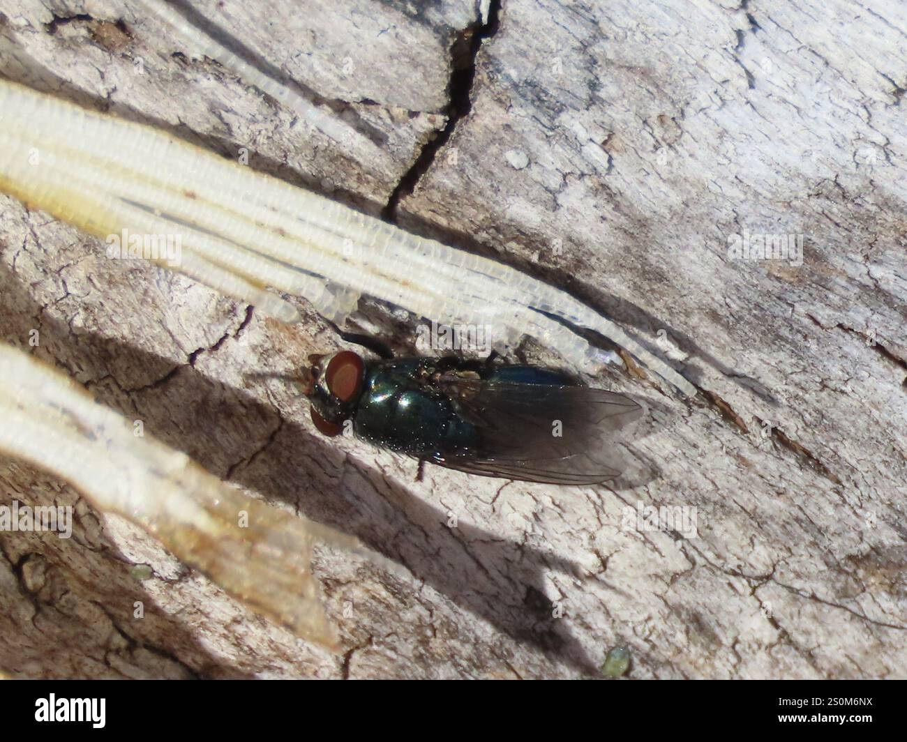 Black Blow Fly (Phormia regina Stock Photo - Alamy