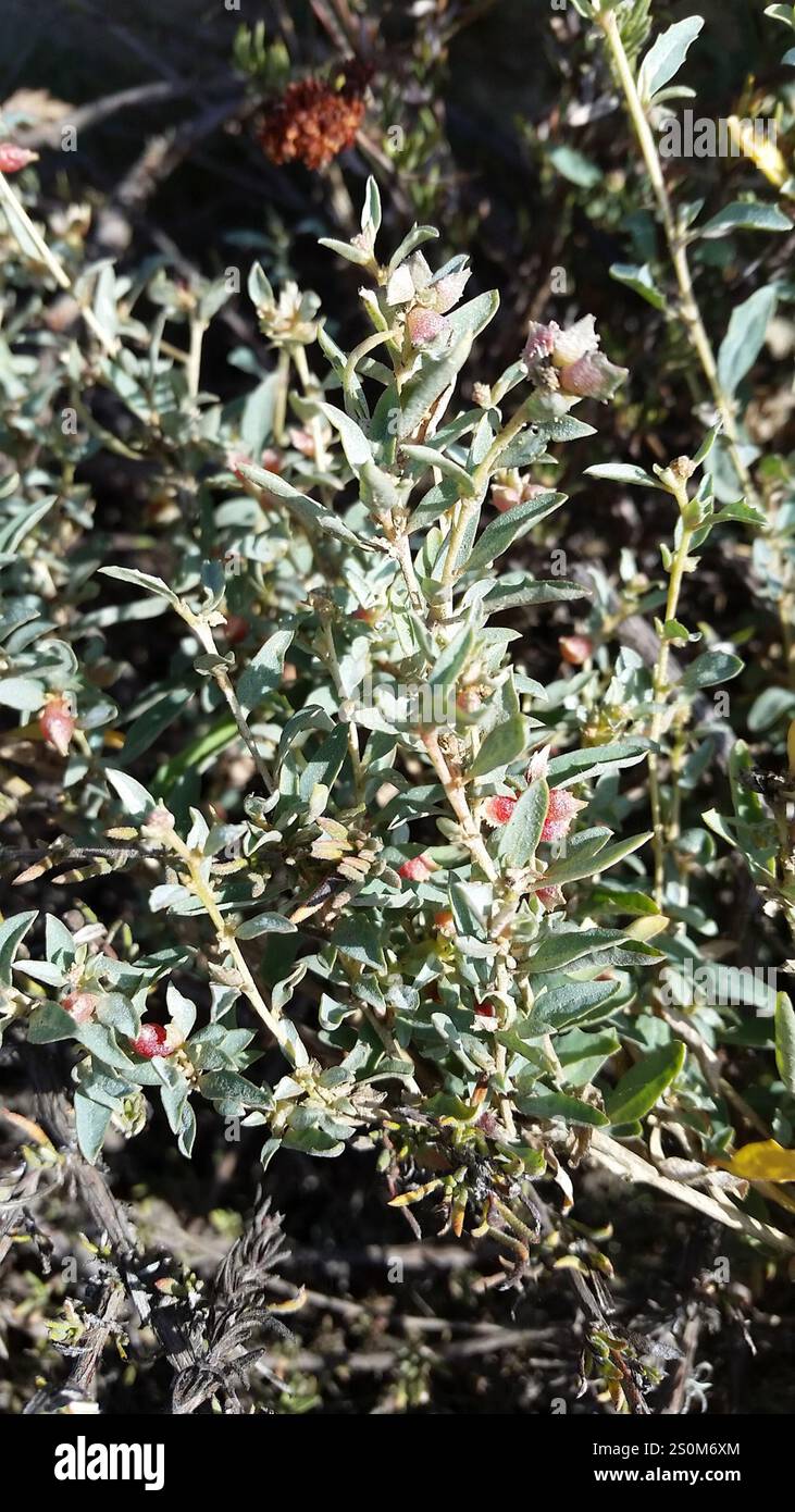 berry saltbush (Atriplex semibaccata Stock Photo - Alamy