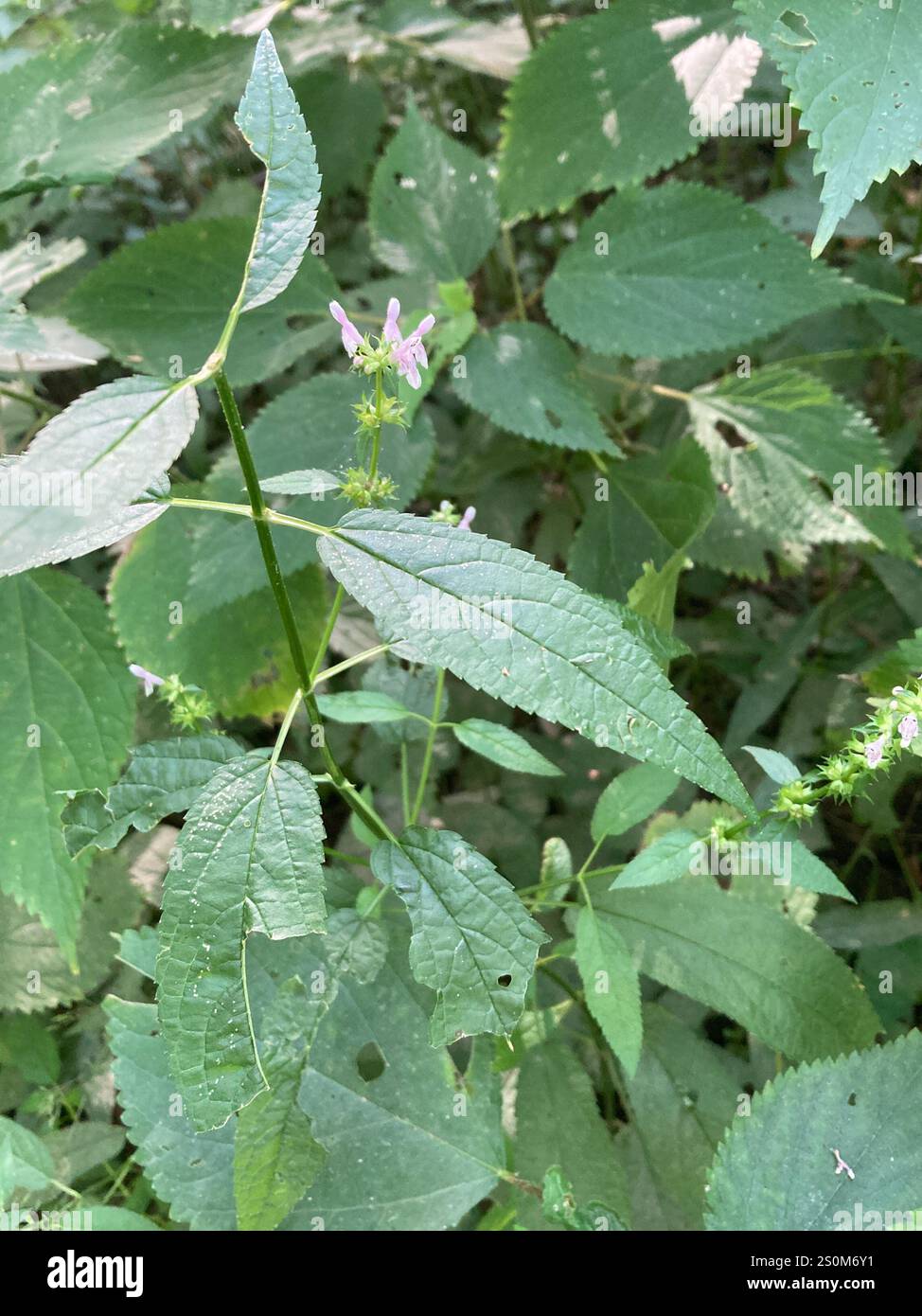 smooth hedgenettle (Stachys tenuifolia Stock Photo - Alamy