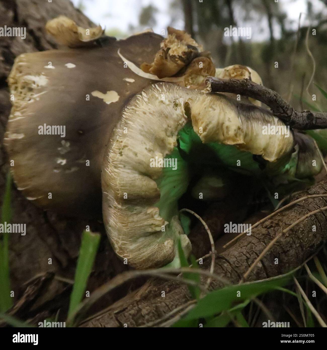 ghost fungus (Omphalotus nidiformis Stock Photo - Alamy