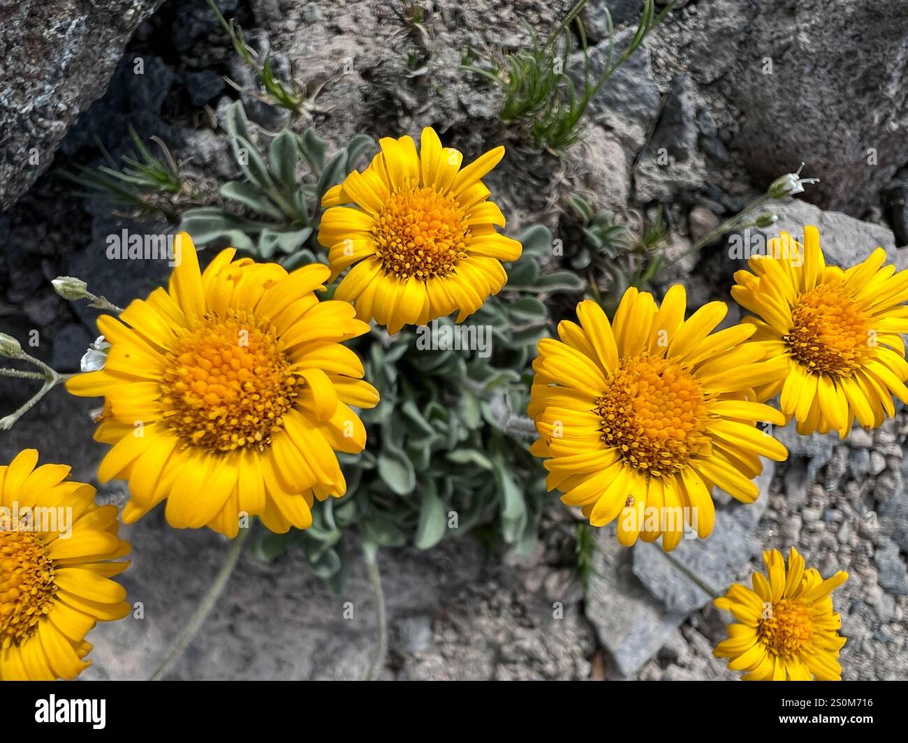 Alpine Yellow Fleabane (Erigeron aureus Stock Photo - Alamy