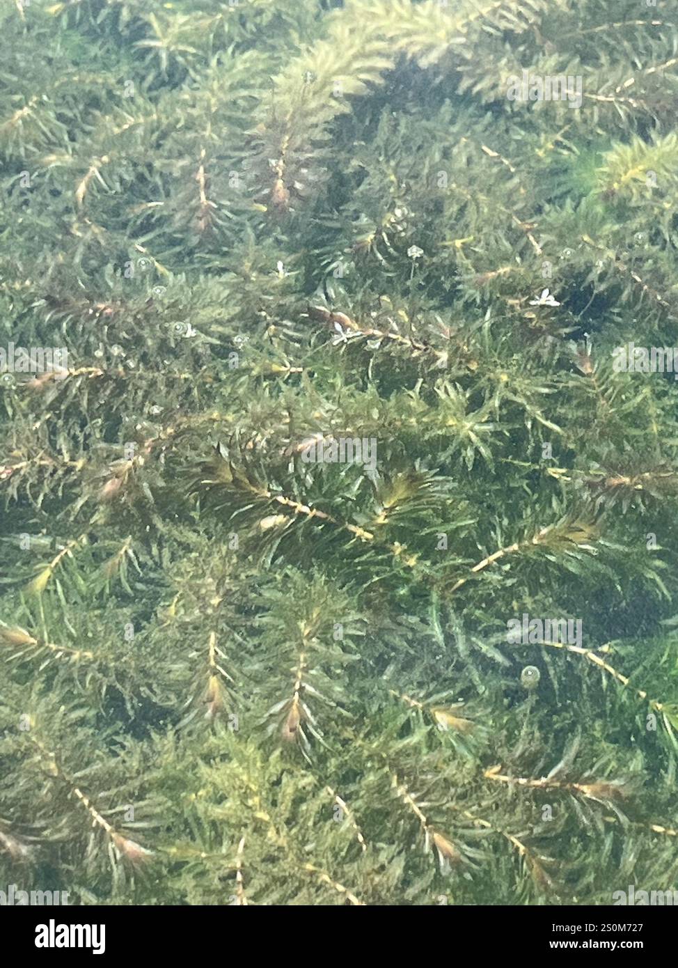 Hydrilla (Hydrilla verticillata Stock Photo - Alamy
