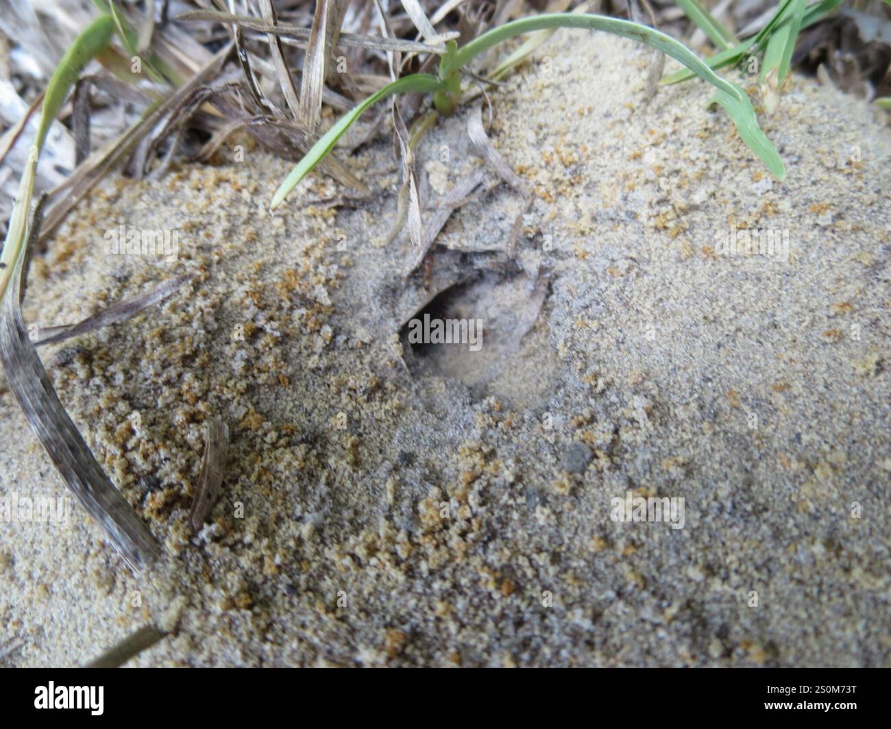 Buren's Pyramid Ant (Dorymyrmex bureni Stock Photo - Alamy