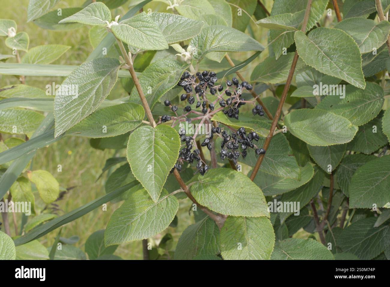 Wayfaring-tree (Viburnum lantana Stock Photo - Alamy