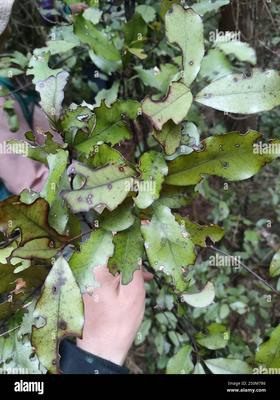 Mountain Horopito (Pseudowintera colorata Stock Photo - Alamy