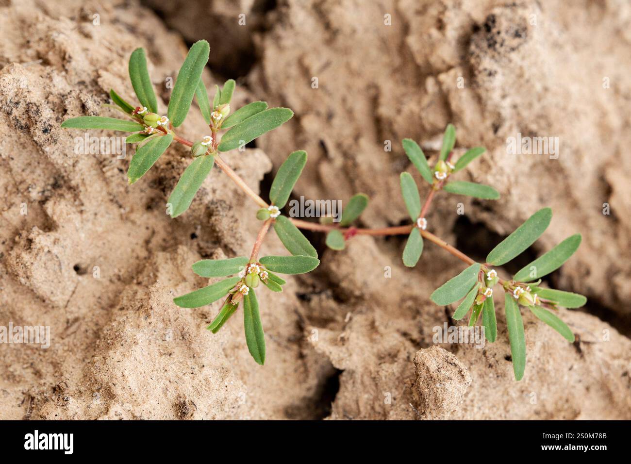 Thymeleaf Sandmat (Euphorbia serpillifolia Stock Photo - Alamy