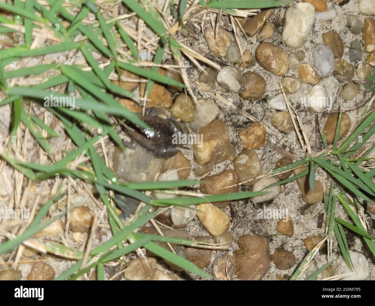 Eastern Narrow-mouthed Toad (Gastrophryne carolinensis Stock Photo - Alamy