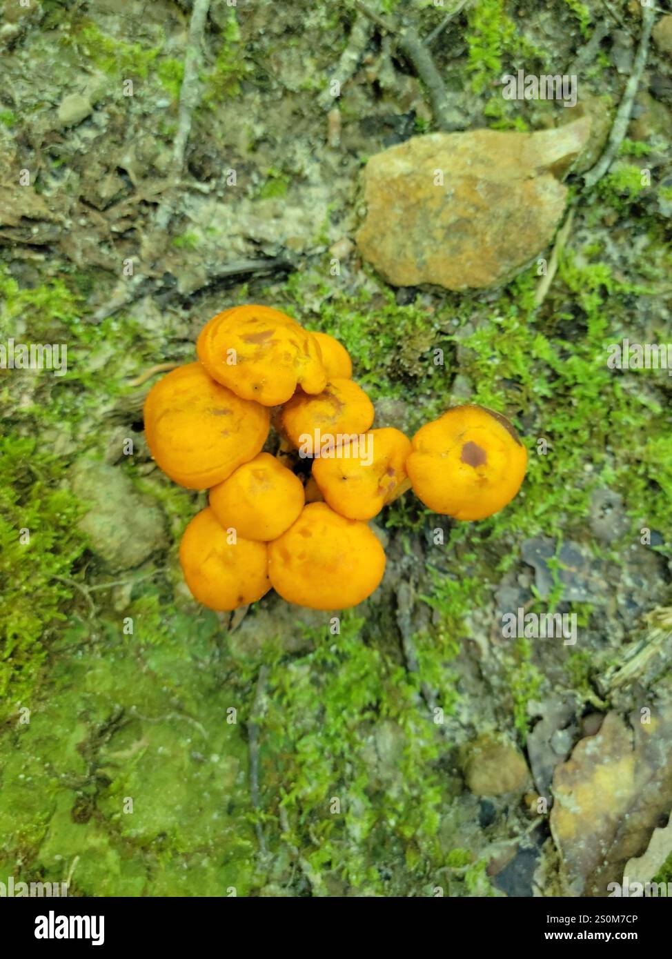 Eastern American jack-o'-lantern (Omphalotus illudens Stock Photo - Alamy
