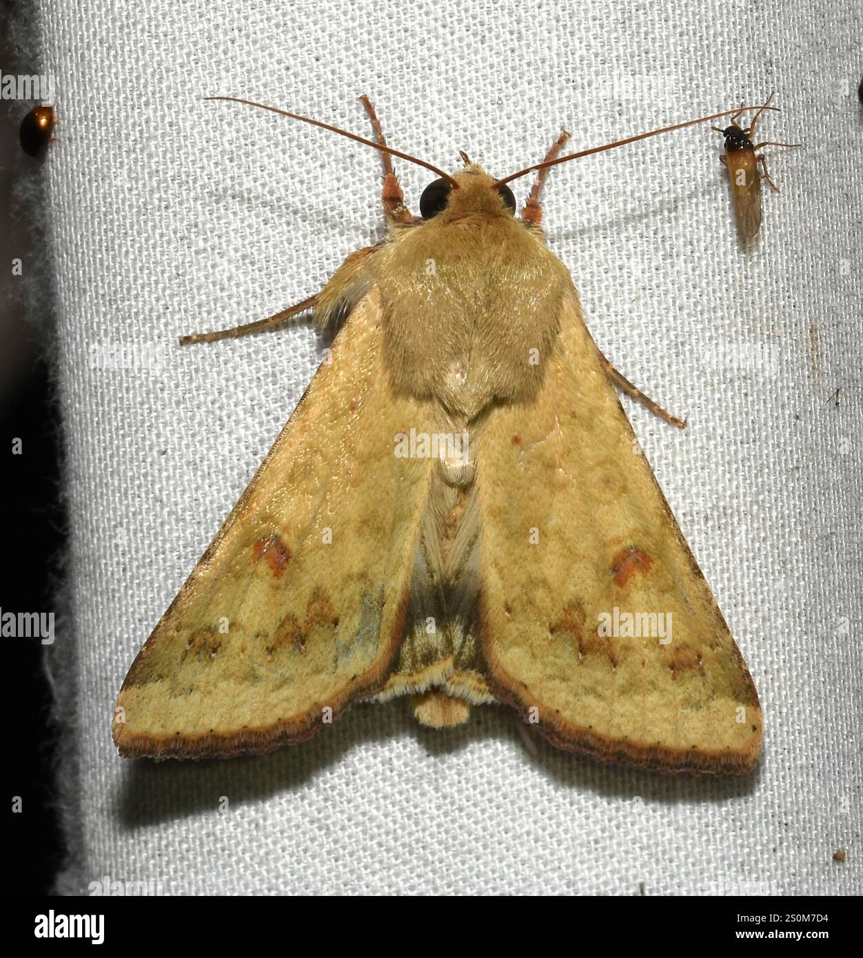 Corn Earworm Moth (Helicoverpa zea Stock Photo - Alamy