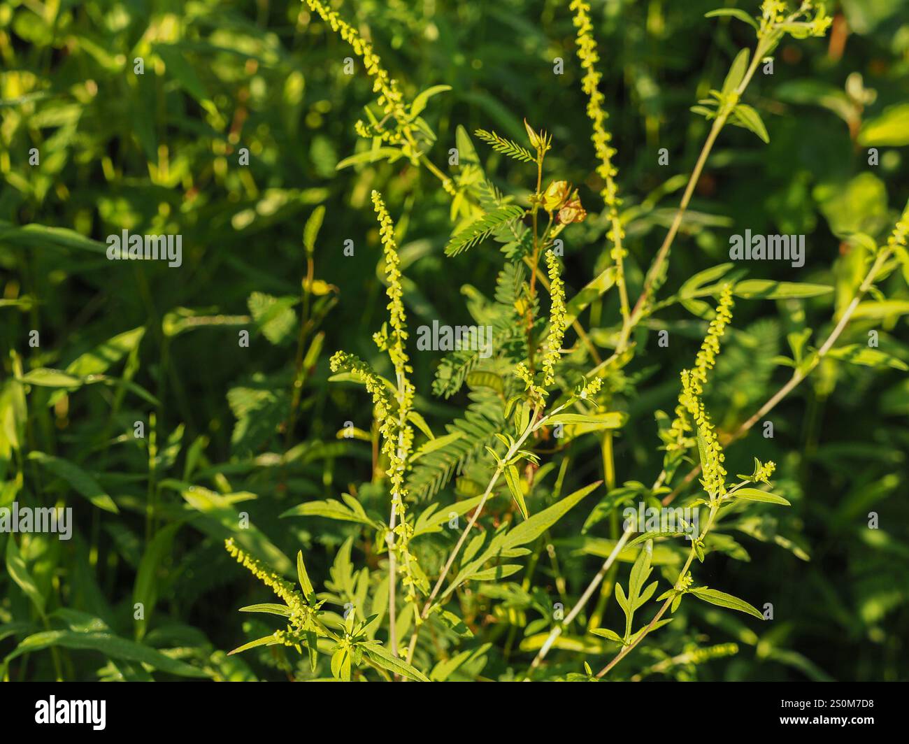 common ragweed (Ambrosia artemisiifolia Stock Photo - Alamy