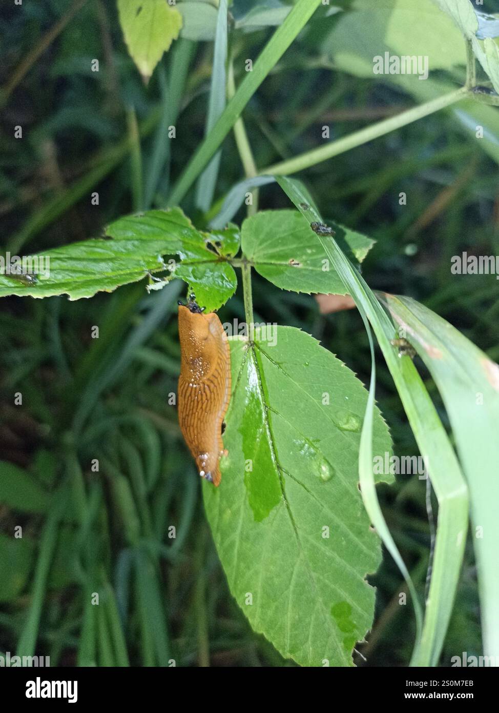Spanish Slug (Arion vulgaris Stock Photo - Alamy