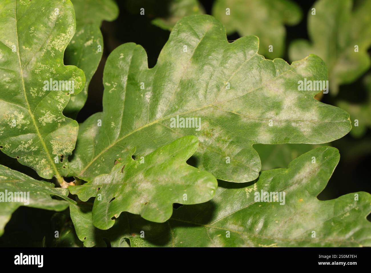 English oak (Quercus robur Stock Photo - Alamy
