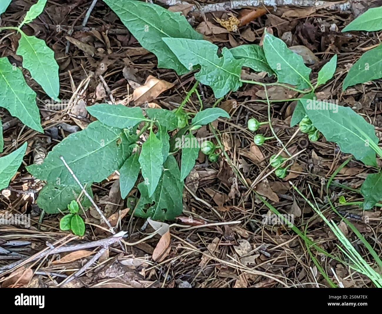 Carolina horsenettle (Solanum carolinense Stock Photo - Alamy