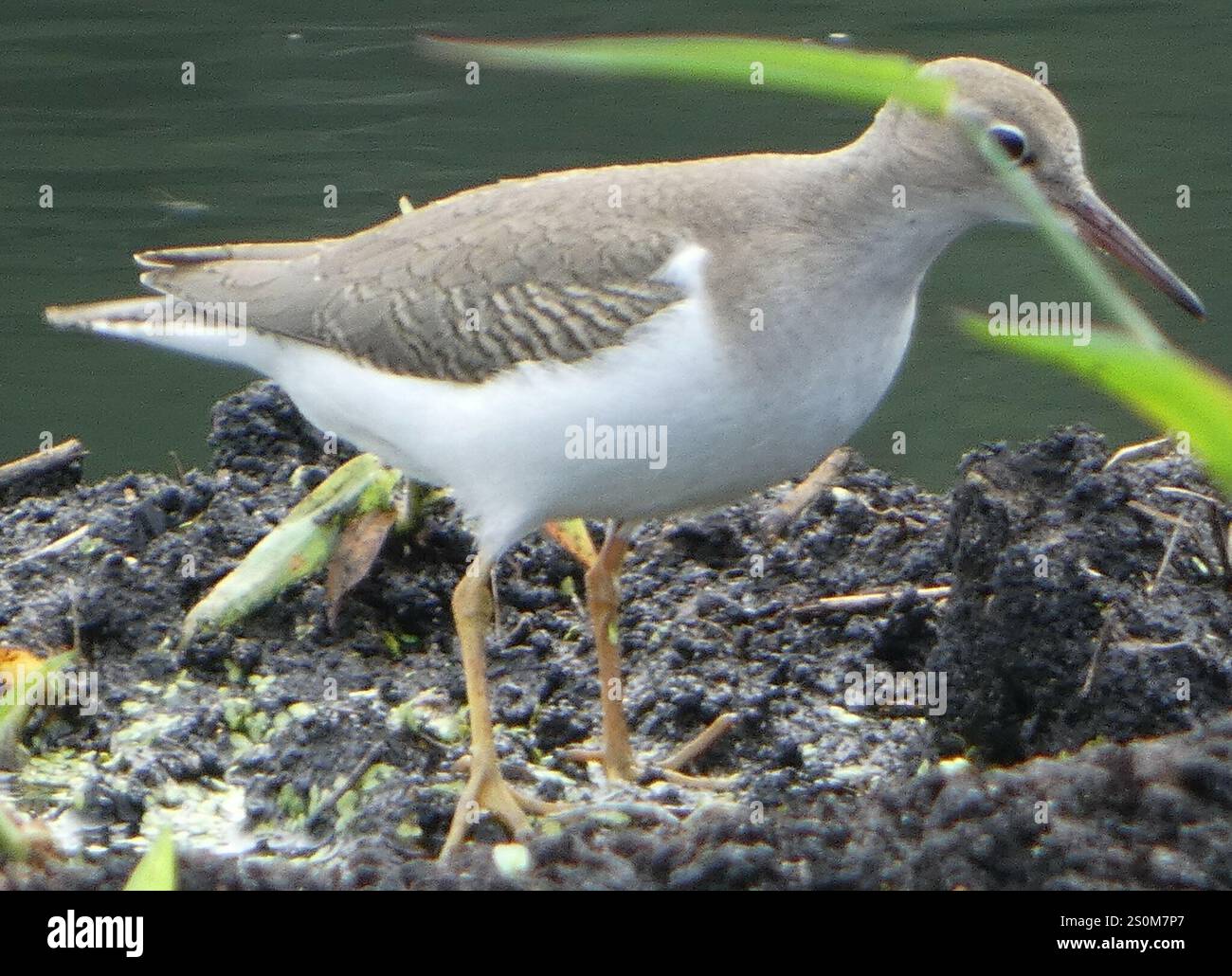 Spotted Sandpiper (Actitis macularius Stock Photo - Alamy