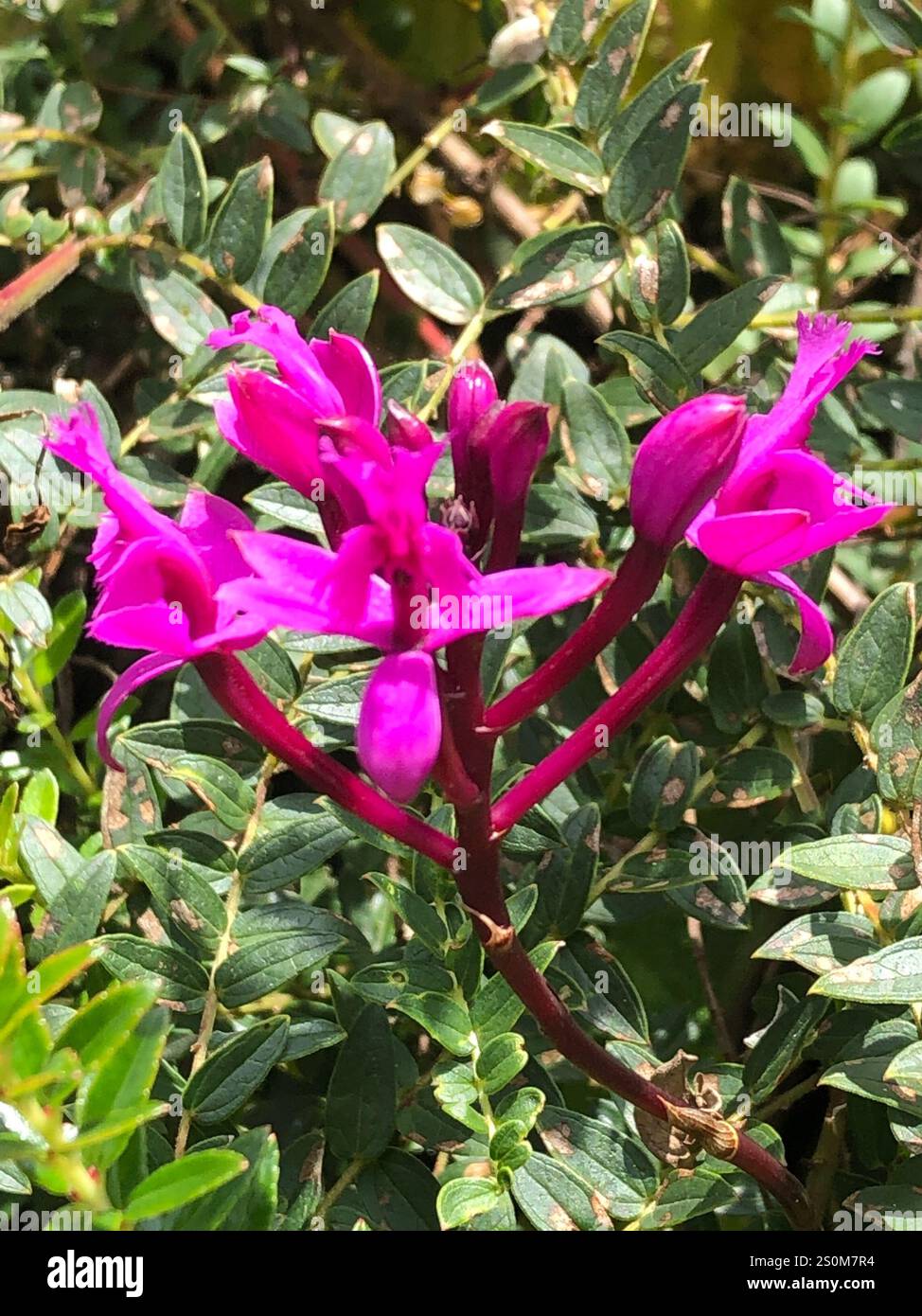 Jamieson's Epidendrum (Epidendrum jamiesonis Stock Photo - Alamy