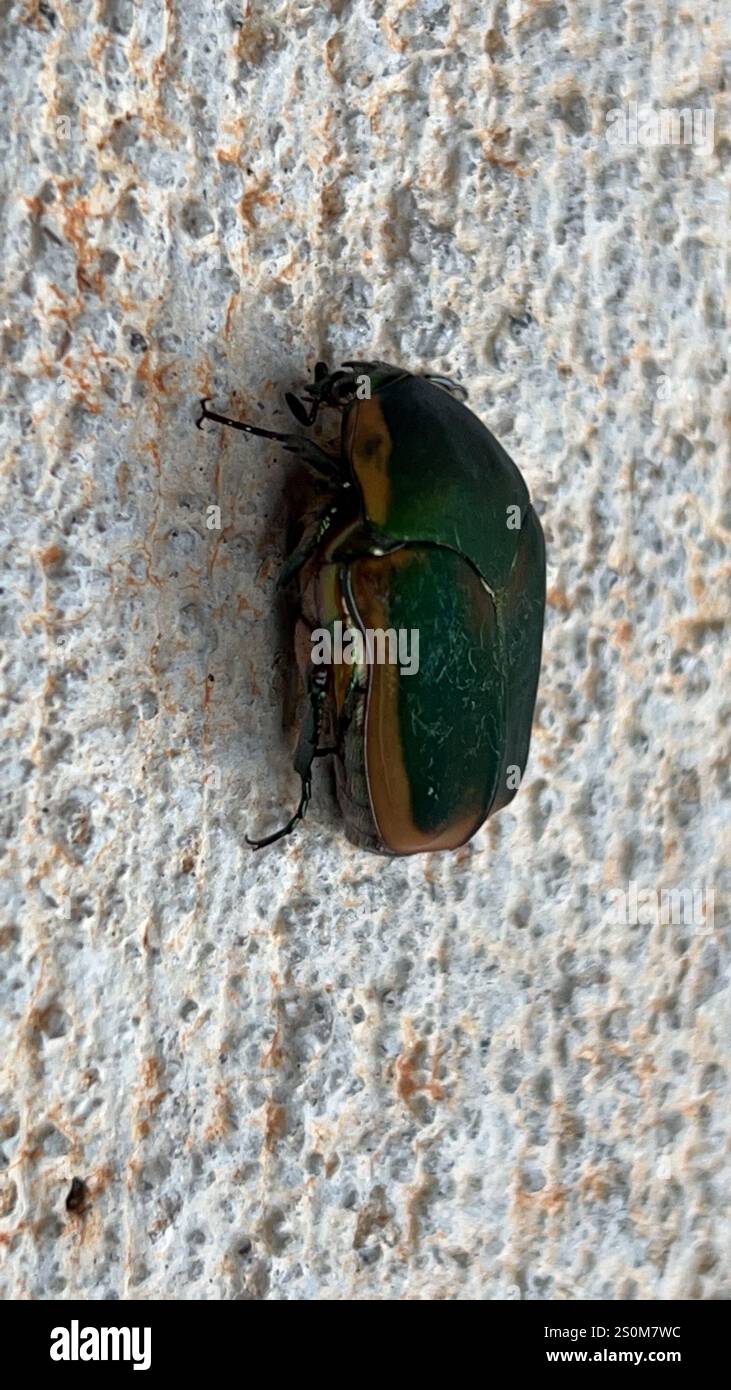Common Green June Beetle (Cotinis nitida Stock Photo - Alamy