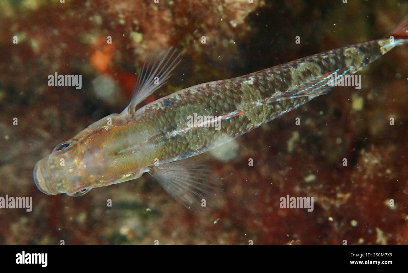 Two-spotted Goby (Pomatoschistus flavescens Stock Photo - Alamy
