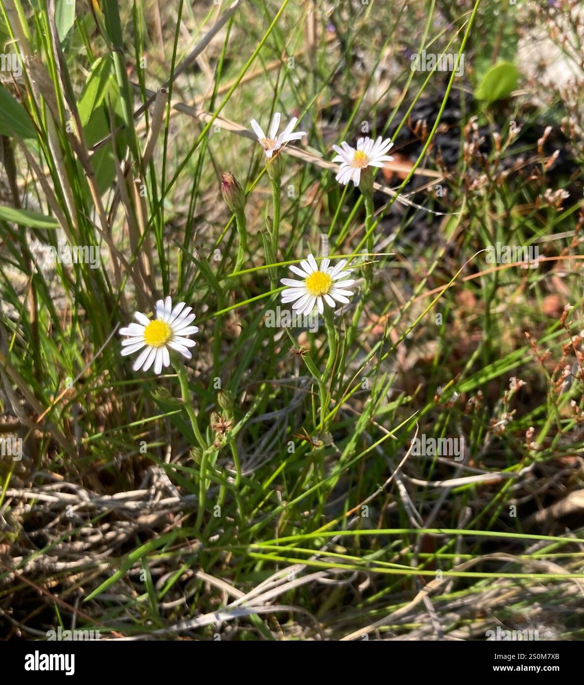Perennial Saltmarsh Aster (Symphyotrichum tenuifolium Stock Photo - Alamy