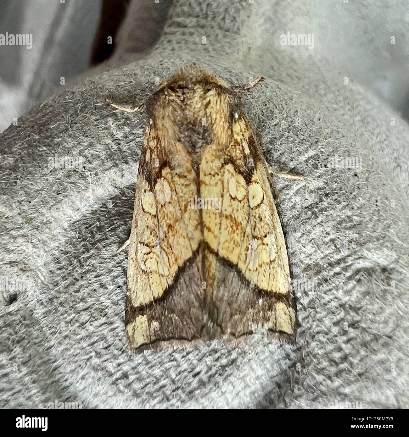 Rigid Sunflower Borer Moth (Papaipema rigida Stock Photo - Alamy