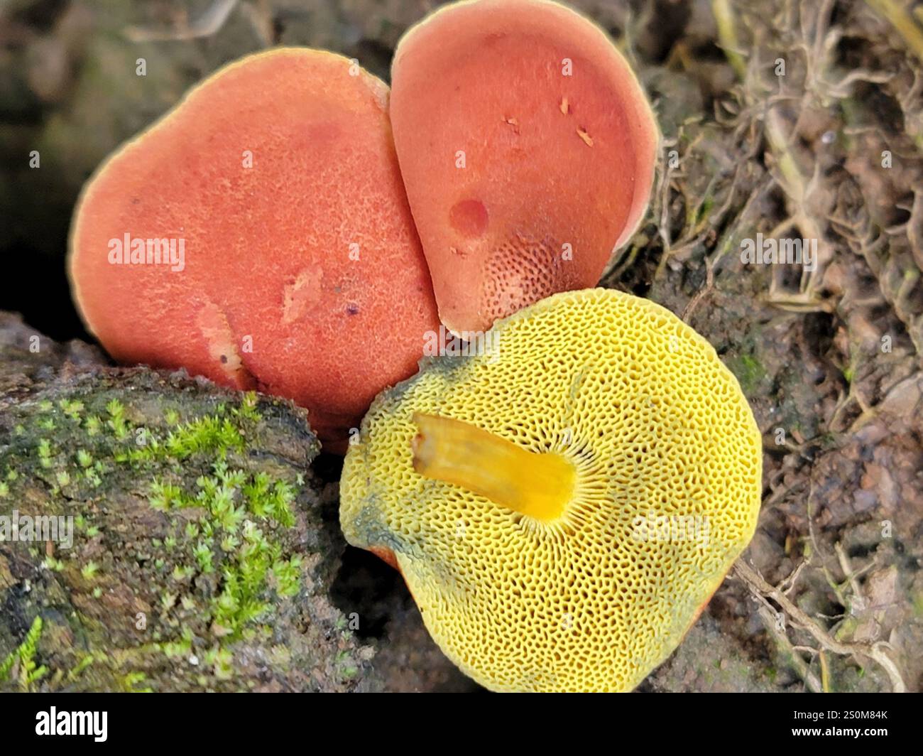 Ruby Bolete (Hortiboletus rubellus Stock Photo - Alamy