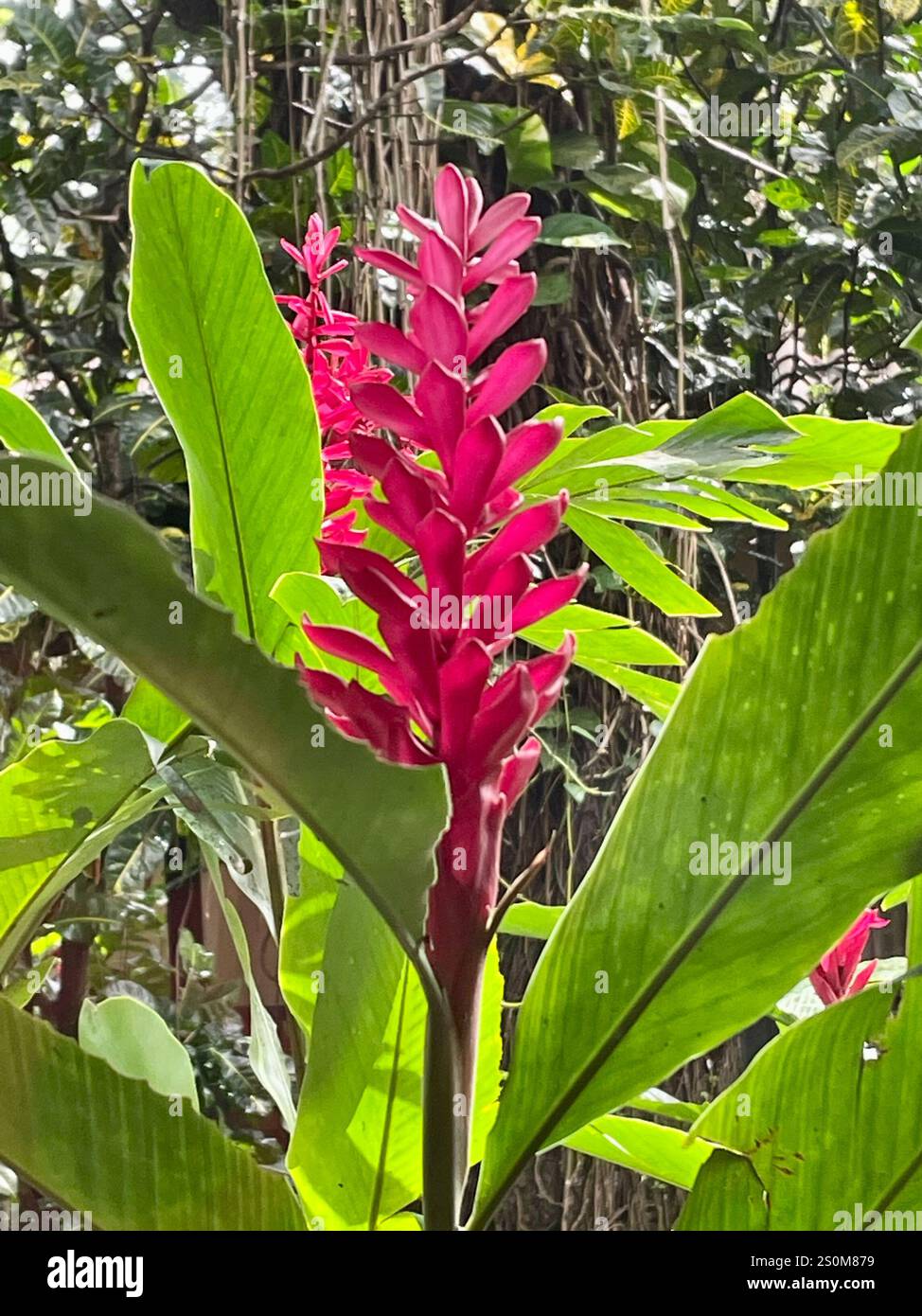 Red Ginger (Alpinia purpurata Stock Photo - Alamy