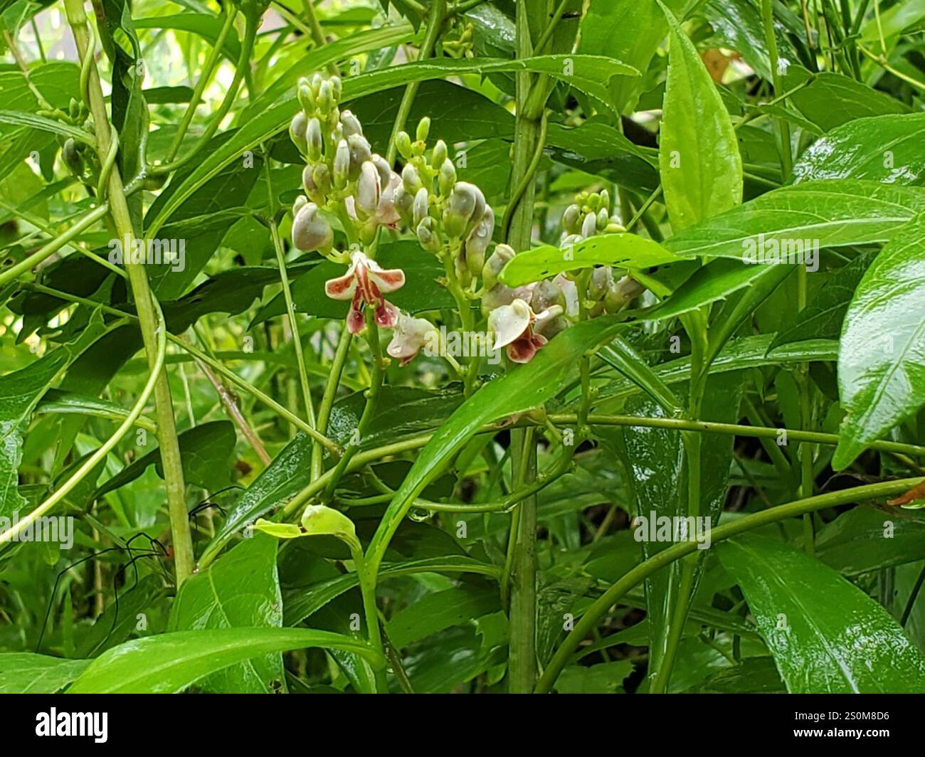 American groundnut (Apios americana Stock Photo - Alamy
