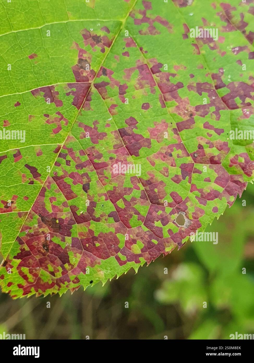 Cherry-Spruce Rust (Thekopsora areolata Stock Photo - Alamy