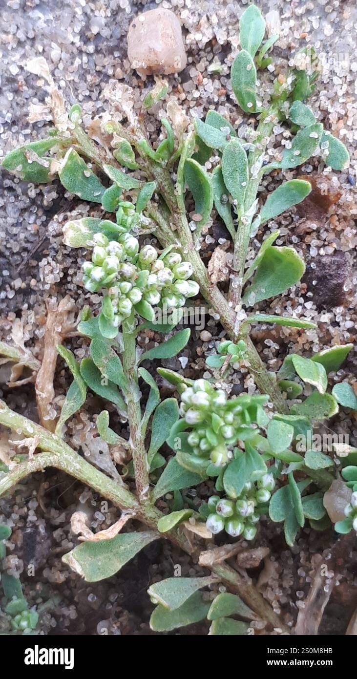 Corrigiola litoralis hi-res stock photography and images - Alamy
