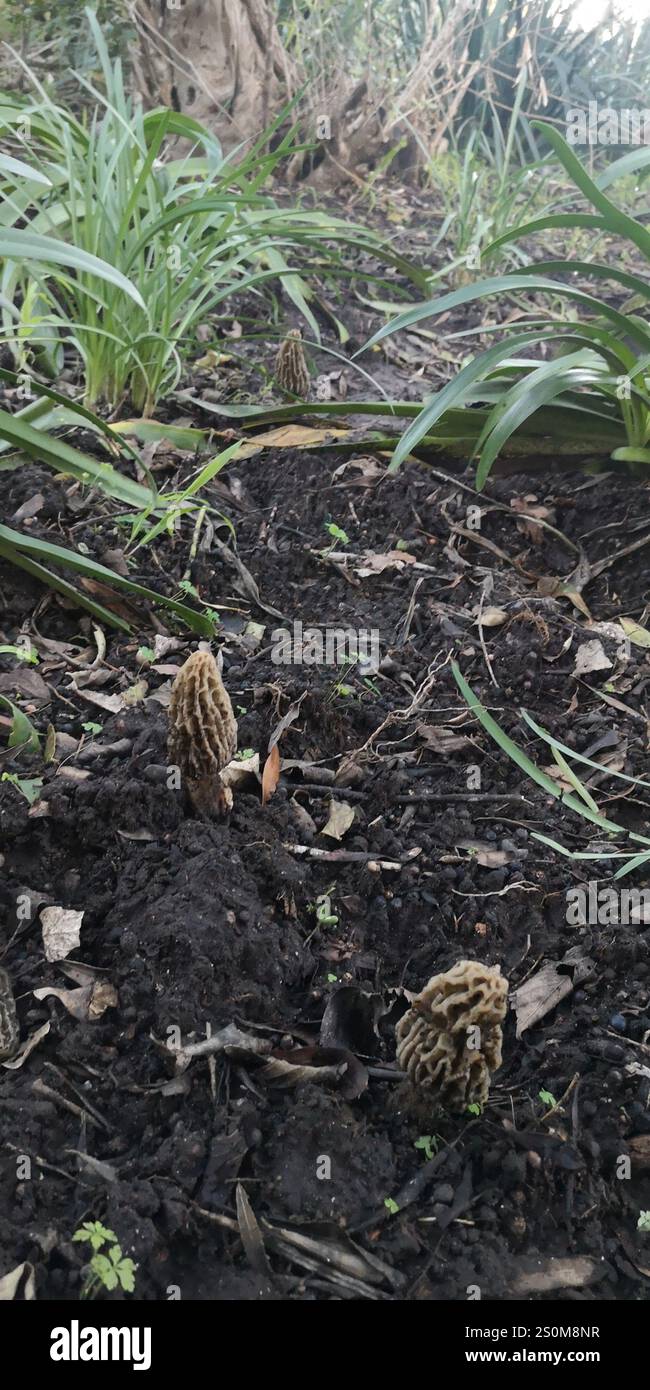 Woodchip Morel (Morchella rufobrunnea Stock Photo - Alamy