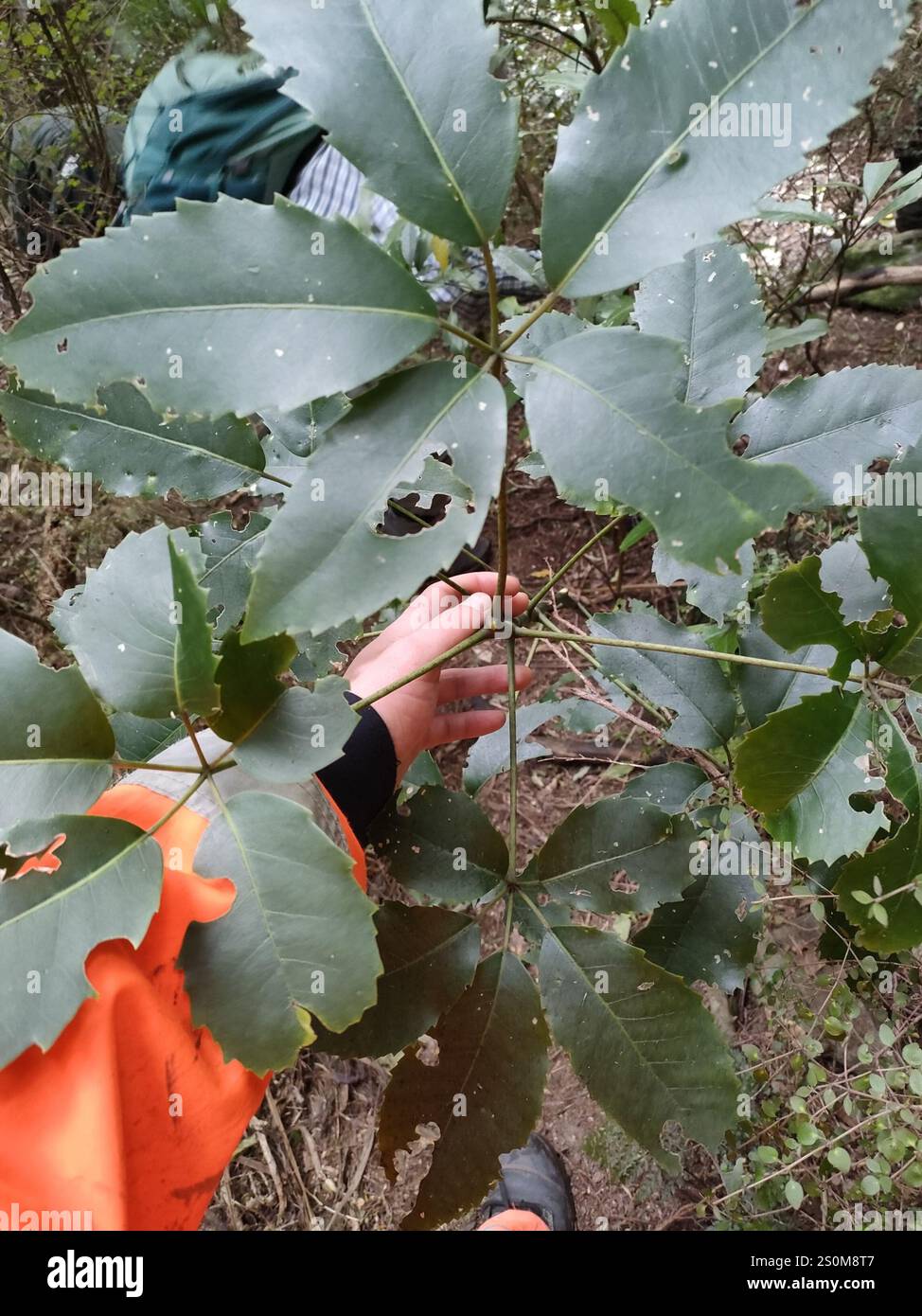 five finger (Pseudopanax arboreus Stock Photo - Alamy