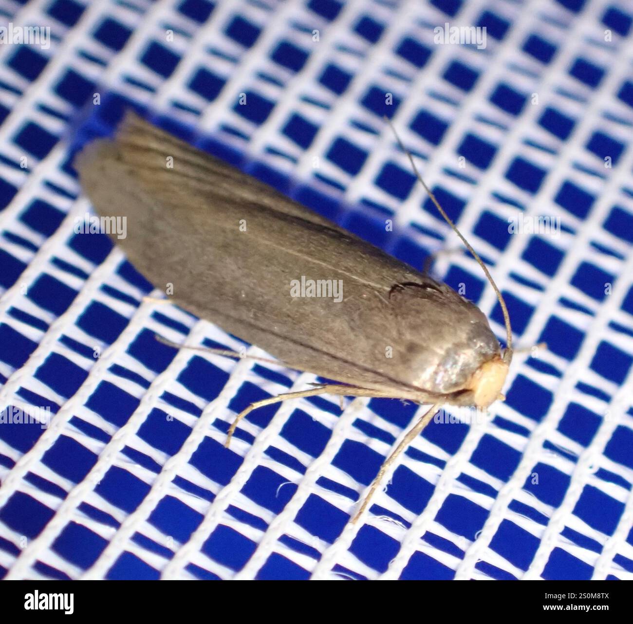 Lesser Wax Moth (Achroia grisella Stock Photo - Alamy