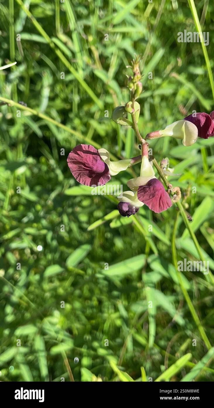 Phasey Bean (Macroptilium lathyroides Stock Photo - Alamy