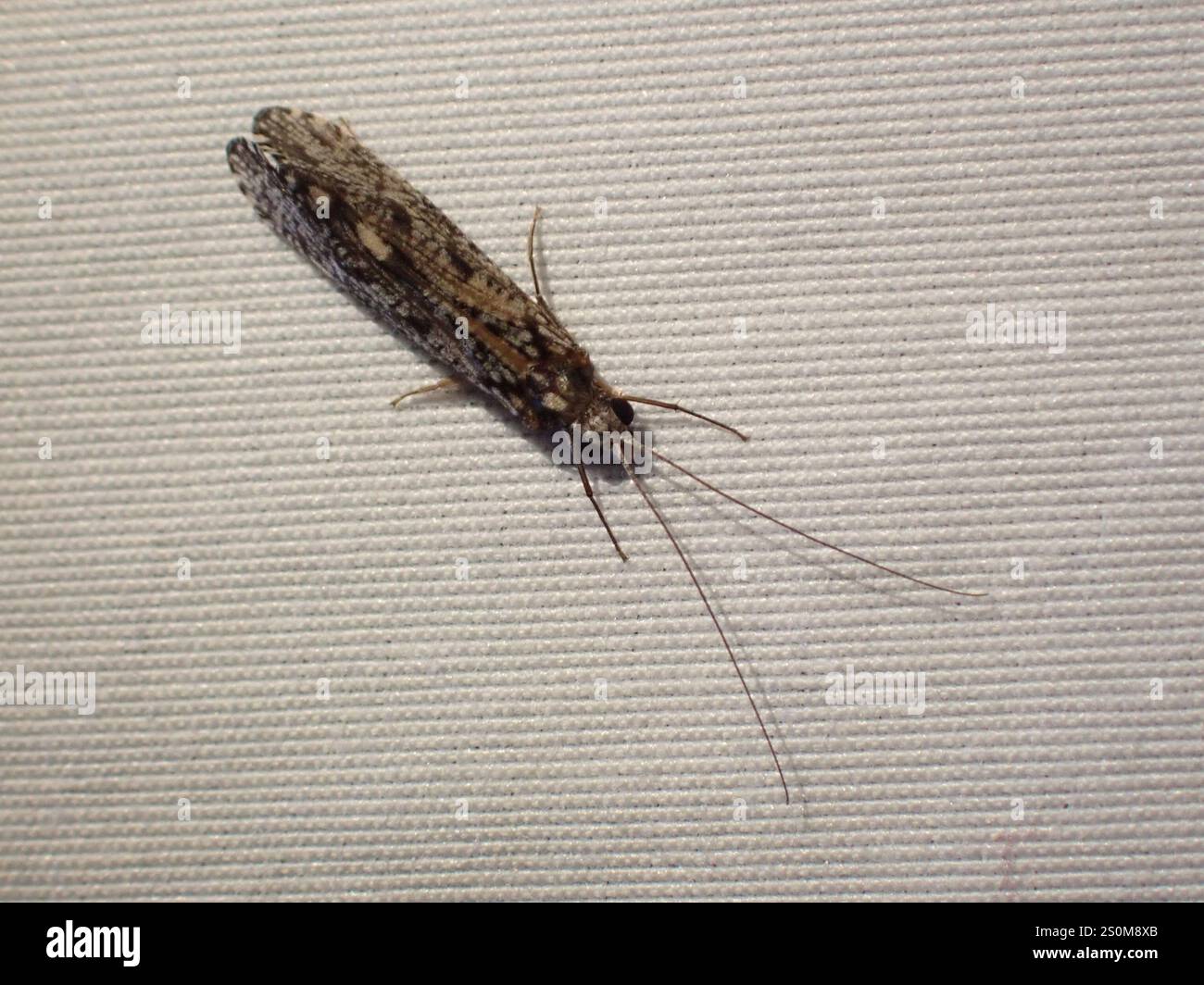Net-spinning Caddisflies (Hydropsychidae Stock Photo - Alamy