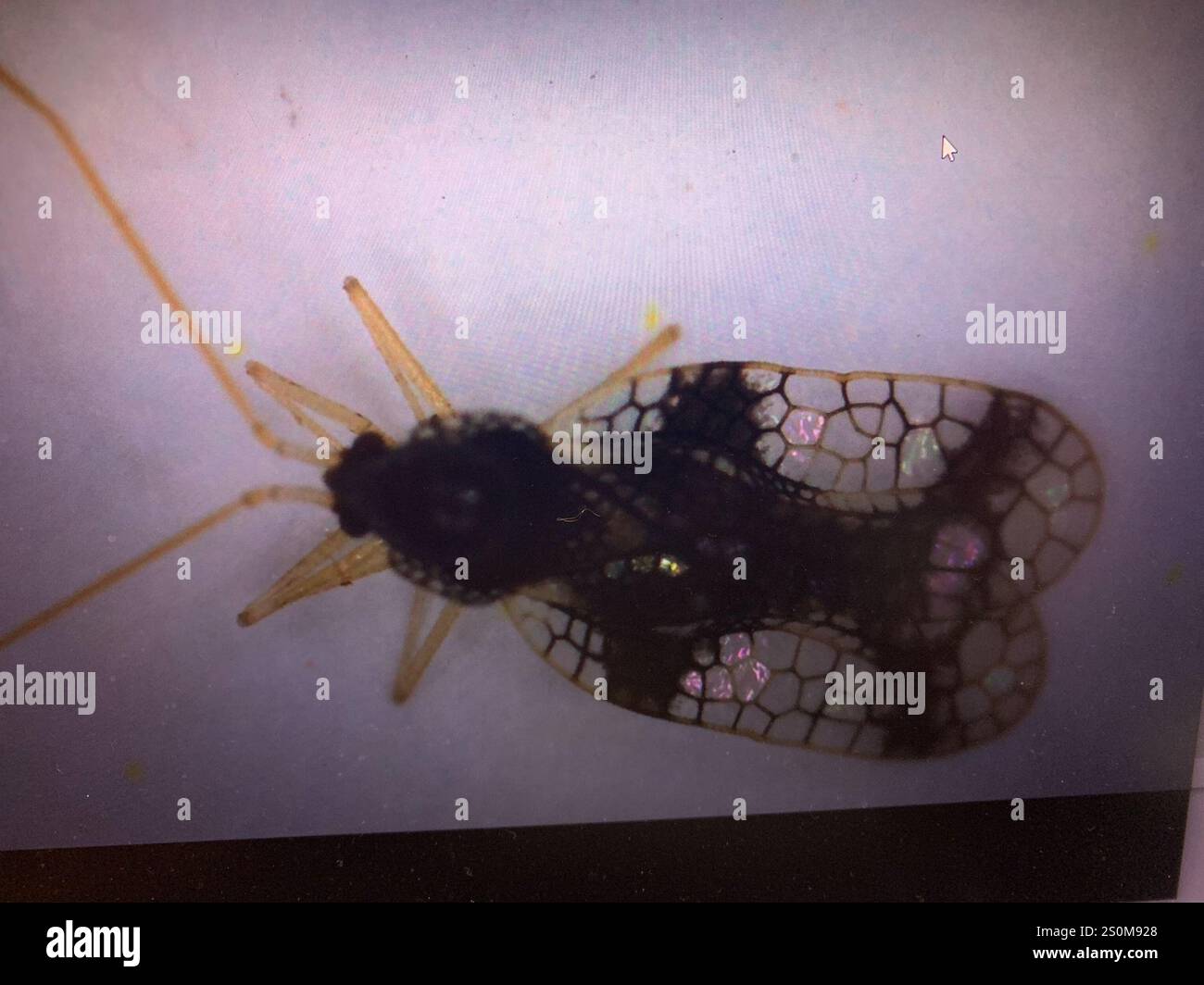Andromeda Lace Bug (Stephanitis takeyai Stock Photo - Alamy