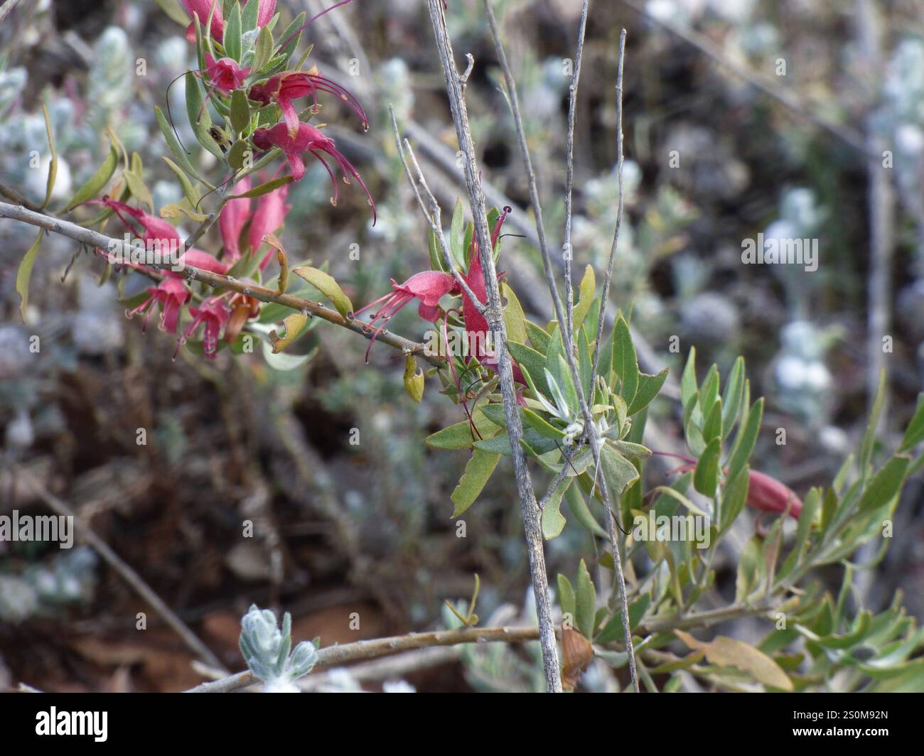 Common Emu-Bush (Eremophila glabra Stock Photo - Alamy