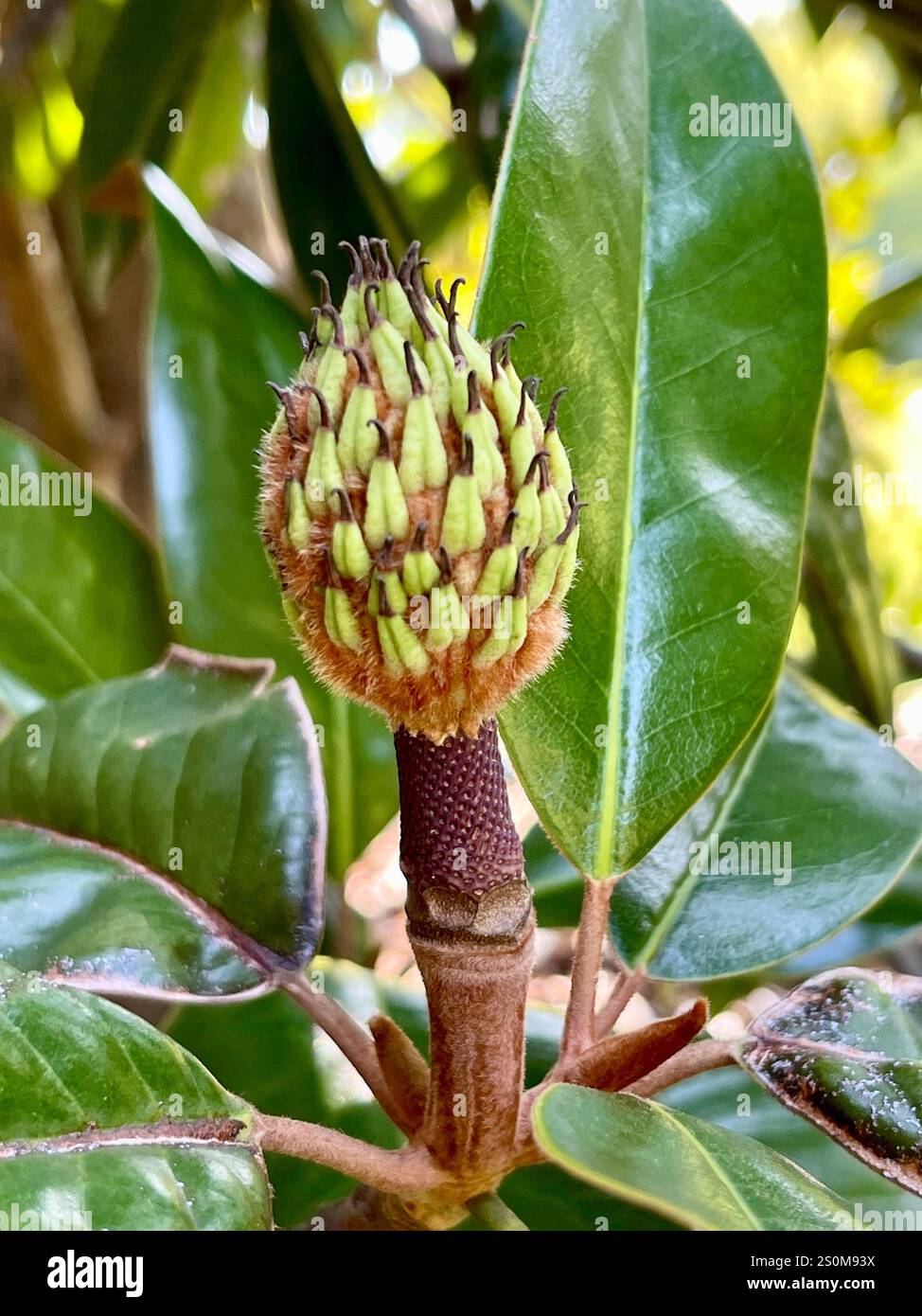 southern magnolia (Magnolia grandiflora Stock Photo - Alamy