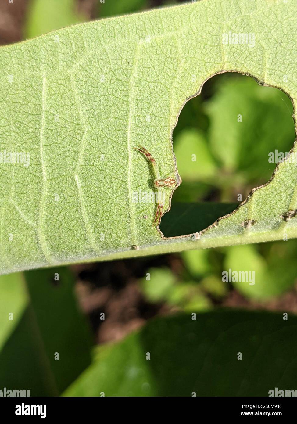 Northern Crab Spider (Mecaphesa asperata Stock Photo - Alamy