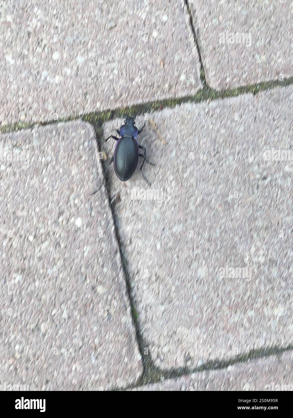 Violet ground beetle (Carabus violaceus Stock Photo - Alamy