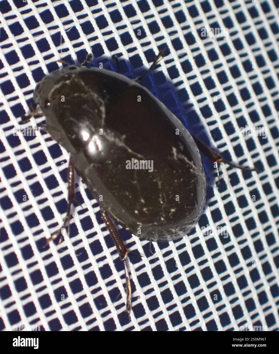 Lesser Silver Water Beetle (Hydrochara caraboides Stock Photo - Alamy