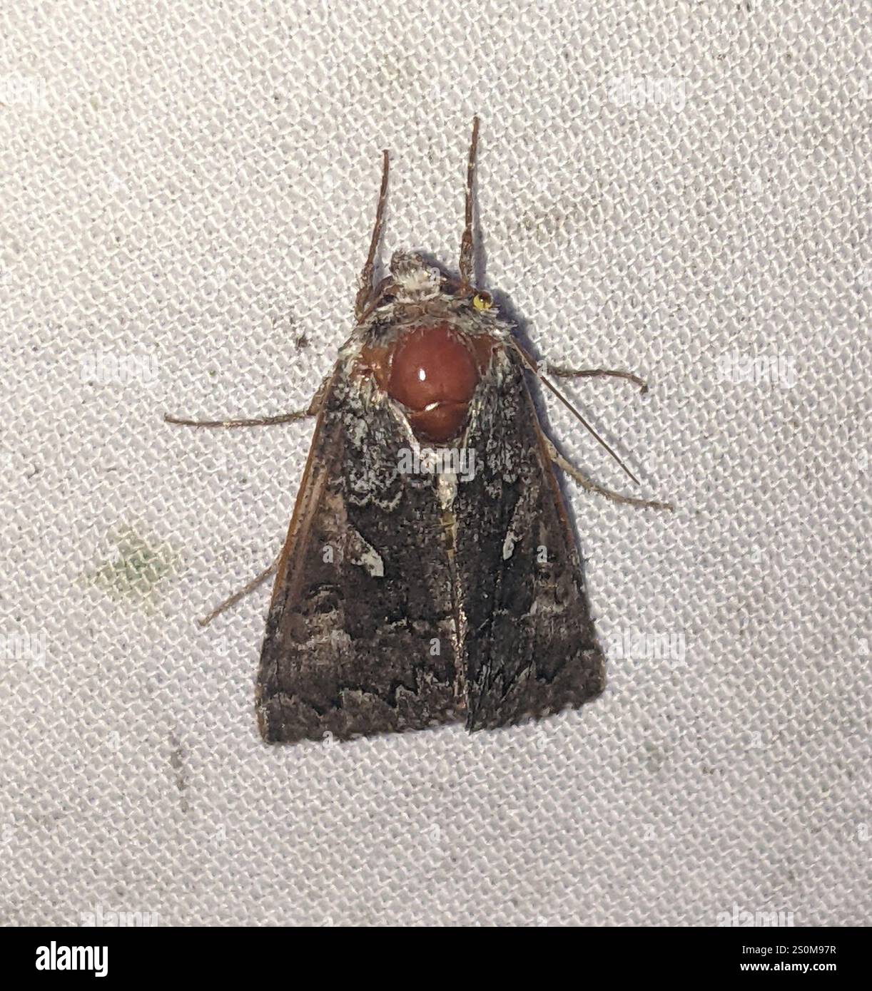 Plusiine Looper Moths (Plusiinae Stock Photo - Alamy