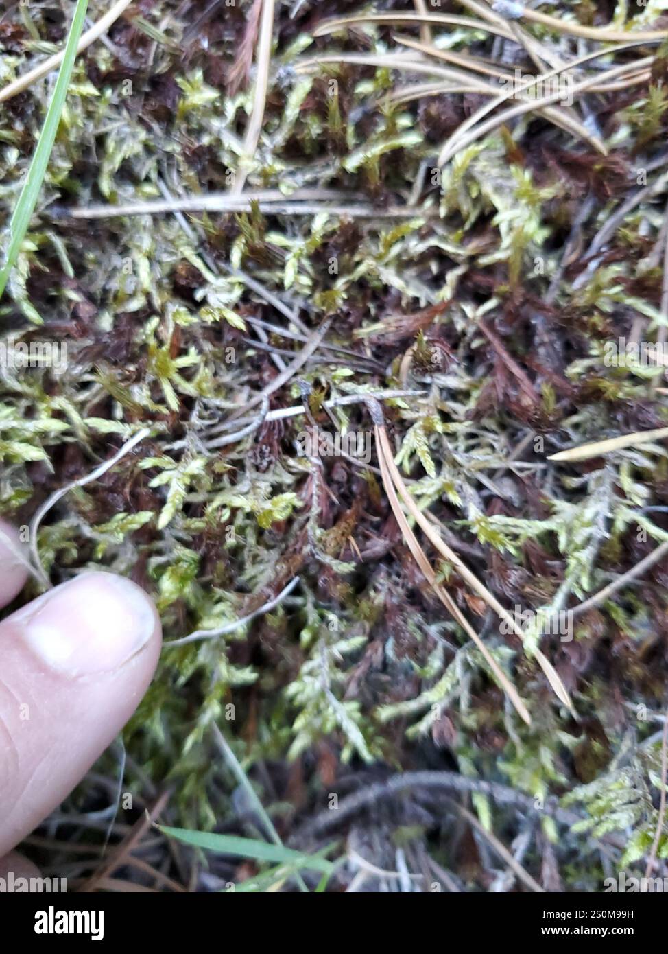 Big red stem moss hi-res stock photography and images - Alamy