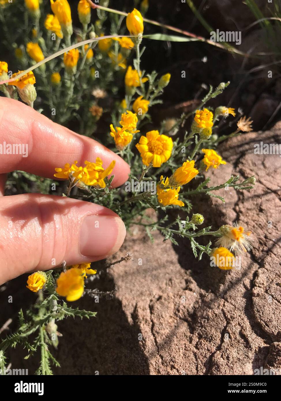 Spiny Goldenweed (Xanthisma spinulosum Stock Photo - Alamy