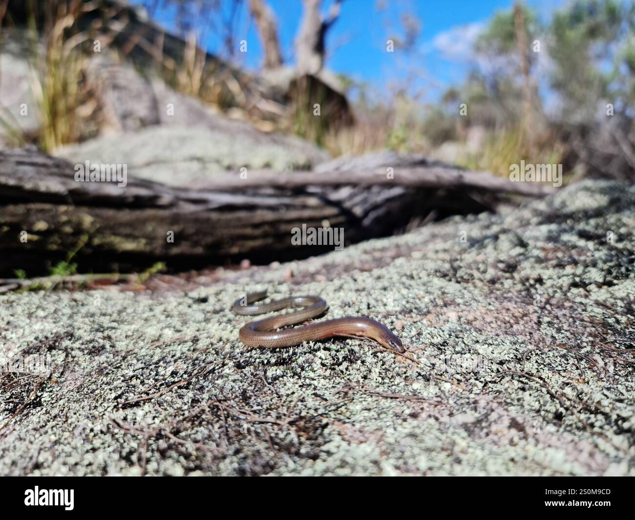 Two-clawed Worm-skink (Anomalopus leuckartii Stock Photo - Alamy