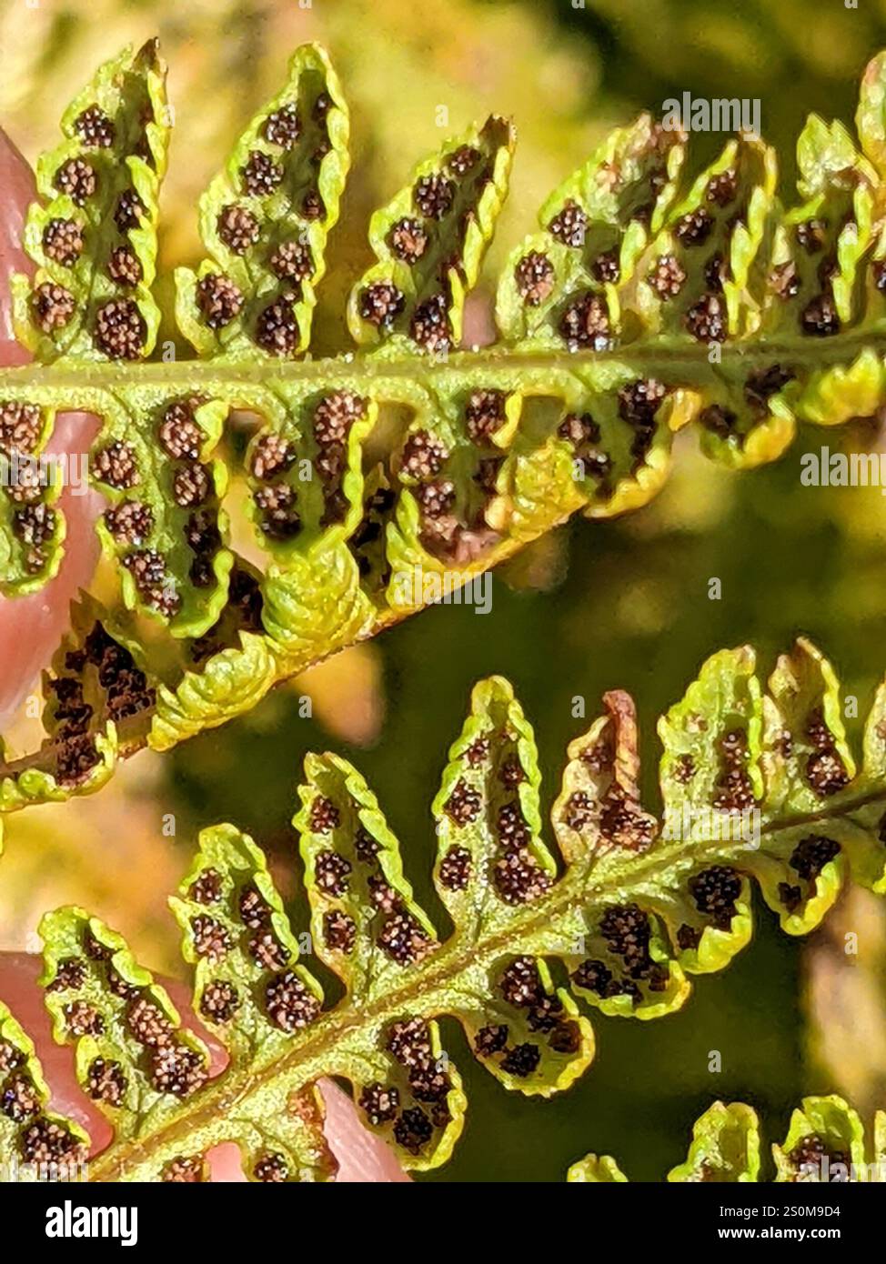 Alpine Lady-fern (Athyrium distentifolium Stock Photo - Alamy